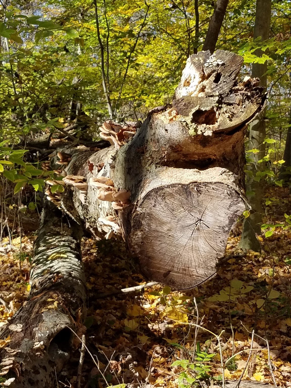 Slate Run Metro Park: A Hidden Gem in Central Ohio - Park Trips (and More)